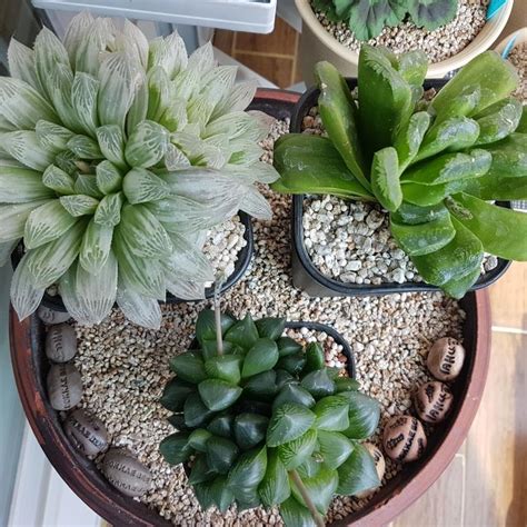 Plants Flower On Bunjang With Safe Global Shipping