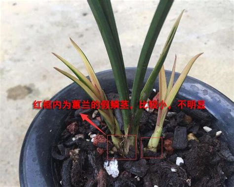 栽種蘭花時假鱗莖是否需要外露或掩埋植料里值得收藏 每日頭條
