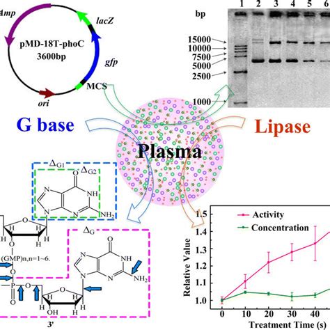 Pictures Of The Second Generation Artp Mutation Breeding System A