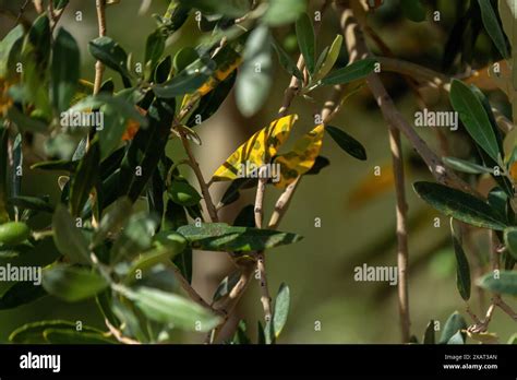 Disease In The Olive Tree Olive Leaf Spot Is A Fungus With The Scientific Name Spilocea