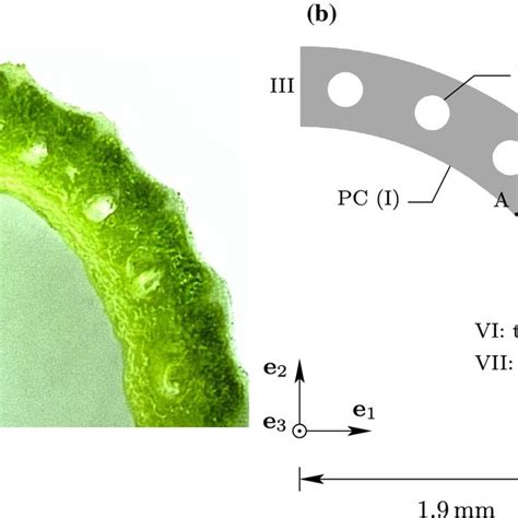 Anatomical Structure Of Equisetum Hyemale Stem A Cross Section Of The