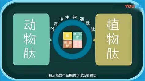 什么是肽肽对人体有什么作用 腾讯视频