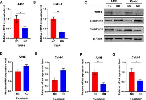 Knockdown Of Timp1 Induced Met In A498 And Caki 1 Cells Qrt Pcr A B