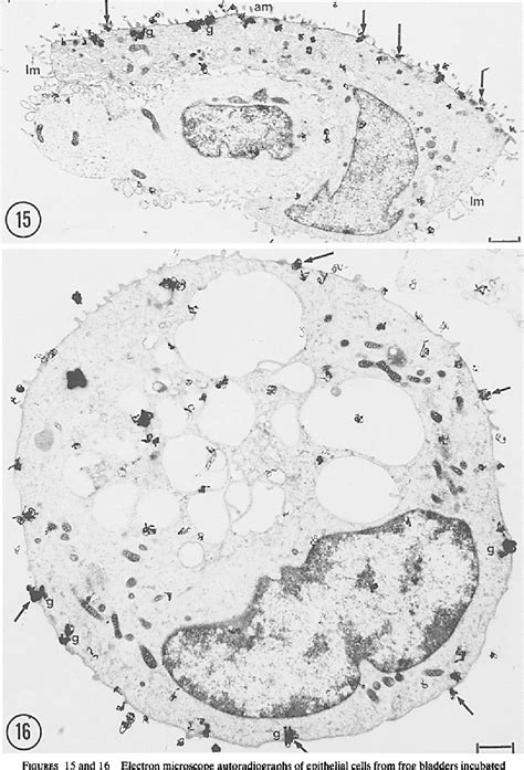 Figure 10 From Redistribution Of Surface Macromolecules In Dissociated Epithelial Cells