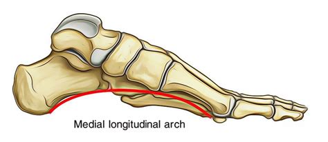 Arches Of The Foot Anatomie Anatomy Bony Pelvis And Lower Limb