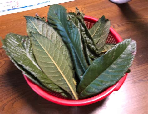 枇杷茶を作る 山形夢横丁