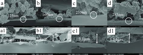 Scanning Electron Micrograph Of Cross Section Of Pda Structure Color Download Scientific