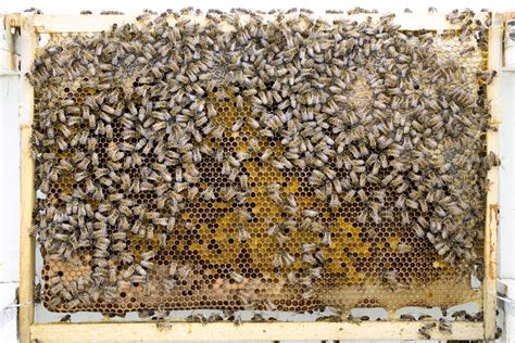 object matlab cascade train for bees counting stack overflow