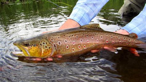 10 Best Stonefly Patterns Nymphs Dries With An Easy Fly To Tie