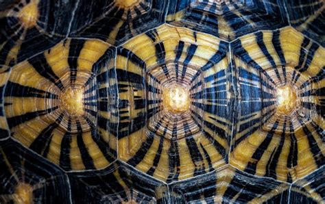 Can A Turtle Without A Shell Survive What You Need To Know Reptiles Crew