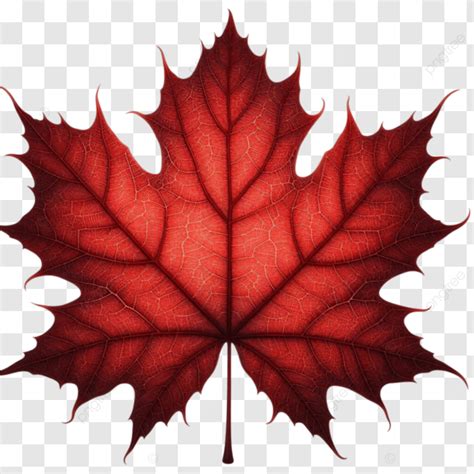 Red Maple Leaf Pencil Drawing Png Vector Psd And Clipart With
