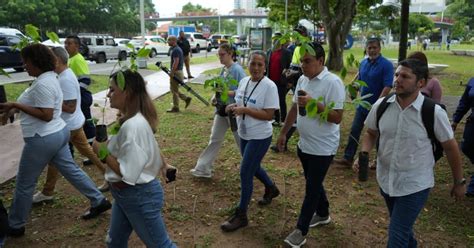 Siembra Masiva De Guayacán Promete Reverdecer La Ciudad