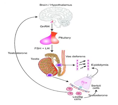 The Hypothalamic Pituitary Testicular Axis Reynolds Wright And Download Scientific Diagram