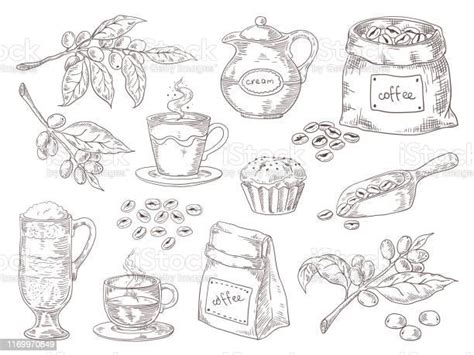 손으로 그린 커피 콩 커피 잎 의 빈티지 스케치 지점 볶은 콩과 가방 벡터 절연 복고풍 그래픽 그리기에 대한 스톡 벡터 아트 및