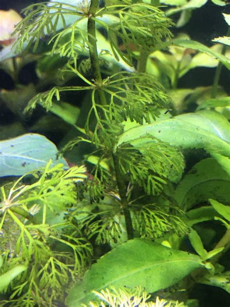 어항의 수초 이파리 끝이 까맣게 변해요 지식in