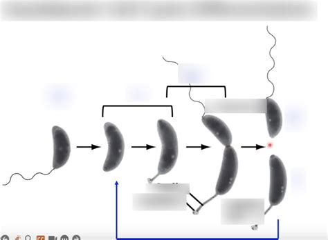 Lect Micro Diagram Quizlet