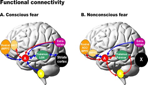 Mode Of Functional Connectivity In Amygdala Pathways Dissociates Level