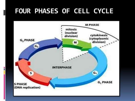 Cell Cycle Check Point By Kk Sahu Sir Ppt Biological Sciences Science