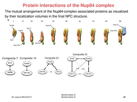 Ppt V20 Predicting Structures Of Protein Complexes From Connectivities Powerpoint Presentation