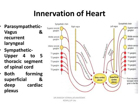 Solution The Heart Pericardium Part 2 Studypool