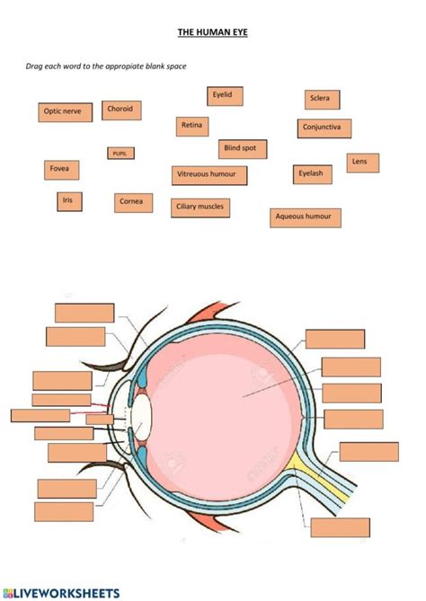 Eye Anatomy Worksheets