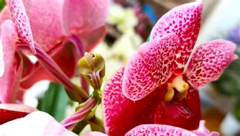 Як врятувати орхідею що вяне Читайте на Ukr Net