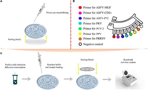 Frontiers Microfluidic Lamp Chip For The Point Of Care Detection Of
