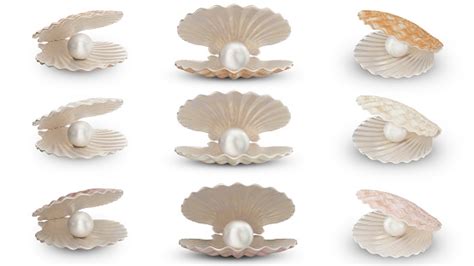 내부 진주와 바다 포탄의 집합입니다 컬렉션 보석 여성 쥬얼리 감아 구슬 배너 포스터 로고 세트 바다 포탄 빛나는 바다 진주 흰색 배경에 고립 3d 그림 진주조개에 대한 스톡