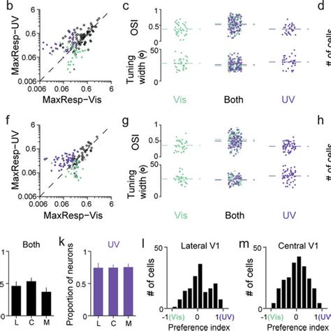 Neurons Orientation Tuned To Uv Stimuli Were Distributed Across Areas Download Scientific