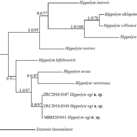 Bayesian Inference Tree Based On 16s Sequence Data With The Trnig Download Scientific Diagram