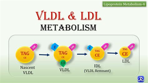 Vldl Metabolism Vldl Metabolism