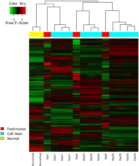Morphology Of The Cell Lines A Phase Contrast Pictures Of The