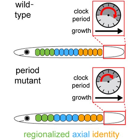 Segment Number And Axial Identity In A Segmentation Clock Period Mutant Current Biology