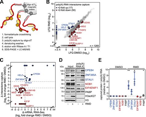 Polya Rna Interactome Capture Upon Hdac Inhibition By Rmd A Download Scientific Diagram