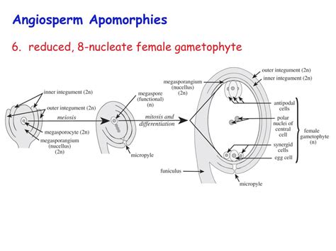 Ppt Angiosperm Evolution Powerpoint Presentation Free Download Id