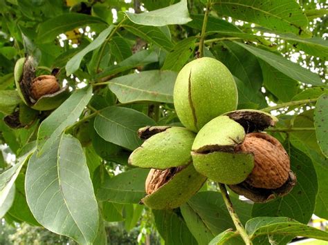 Grow Your Own Nut Trees Types Of Nut Trees To Grow In Your Yard Artofit