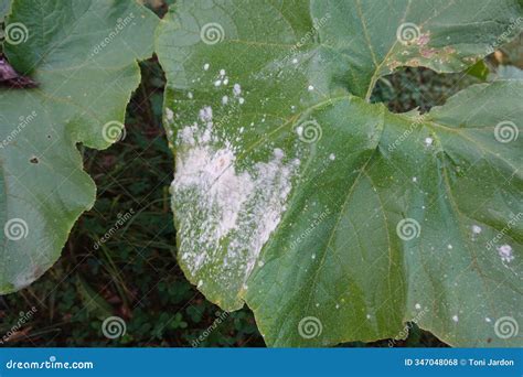 Green Leaf With Visible Powdery Mildew Fungal Infection And