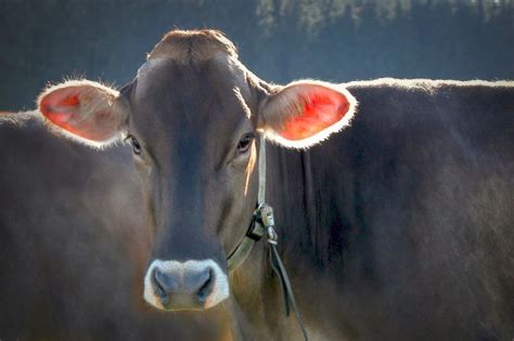 Cows Ear Atelier Yuwaciaojp