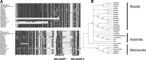 sequence alignment and phylogenic analysis of cjag a alignment of download scientific diagram