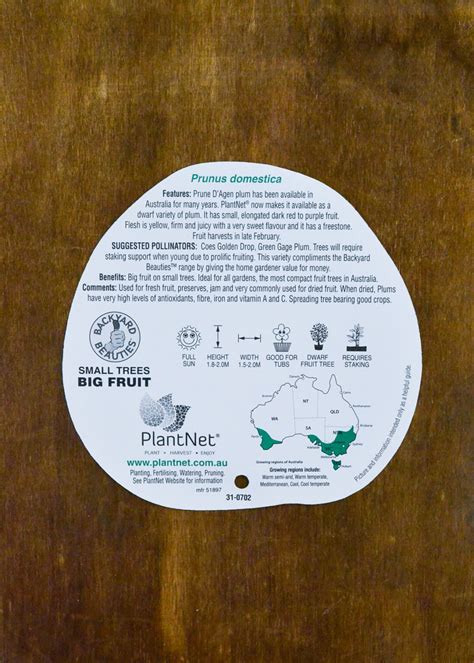 Plum D Agen Prune Dwarf Guildford Garden Centre