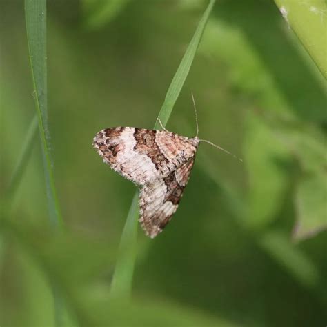 Inchworms Identification And Control
