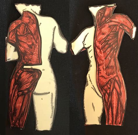 Anatomical Card Muscles Etsy