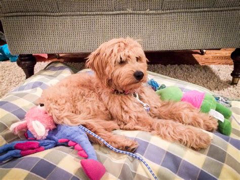 The Difference Between F1 And F2 Goldendoodles