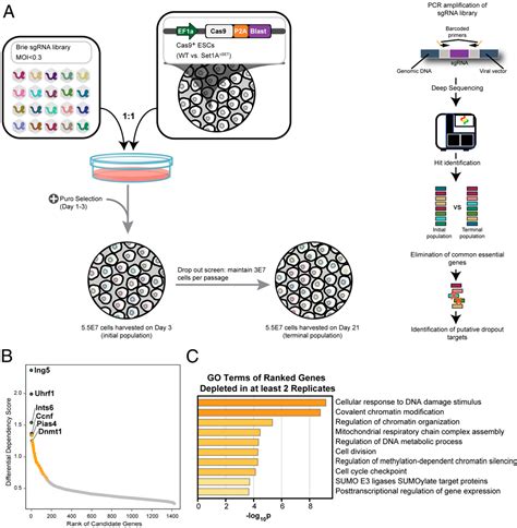 Figure 2 From A Synthetic Lethality Screen Reveals Ing5 As A Genetic