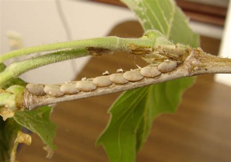 Katydid Eggs Giant Katydid Stilpnochlora Couloniana