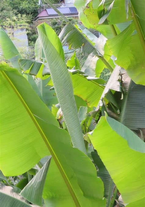 玉巻く芭蕉ばしょう 旅するとんぼ玉まあちゃんの備忘録
