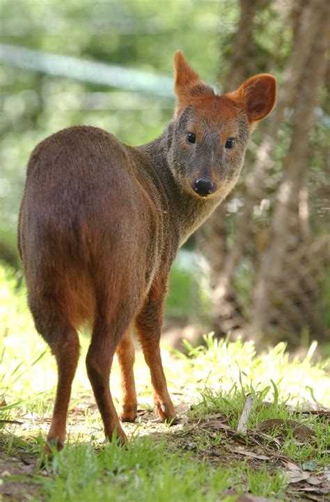 Pudu The Smallest Deer In The World