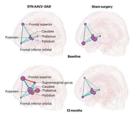 Nature Neuroscience Reviews Publication That Demonstrates The Power Of Neural Network Imaging