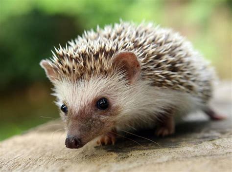 Zuckersüße Igel Knutschis Sind Einfach Zu Niedlich