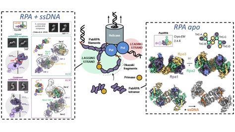 Ludovic Sauguet DNA Binding Mechanism And Evolution Of Replication Protein A Research